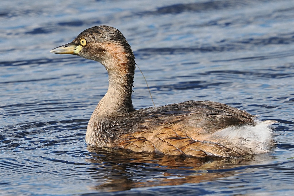 Australasian Grebe from Middle Point NT 0822, Australia on May 12, 2025 ...