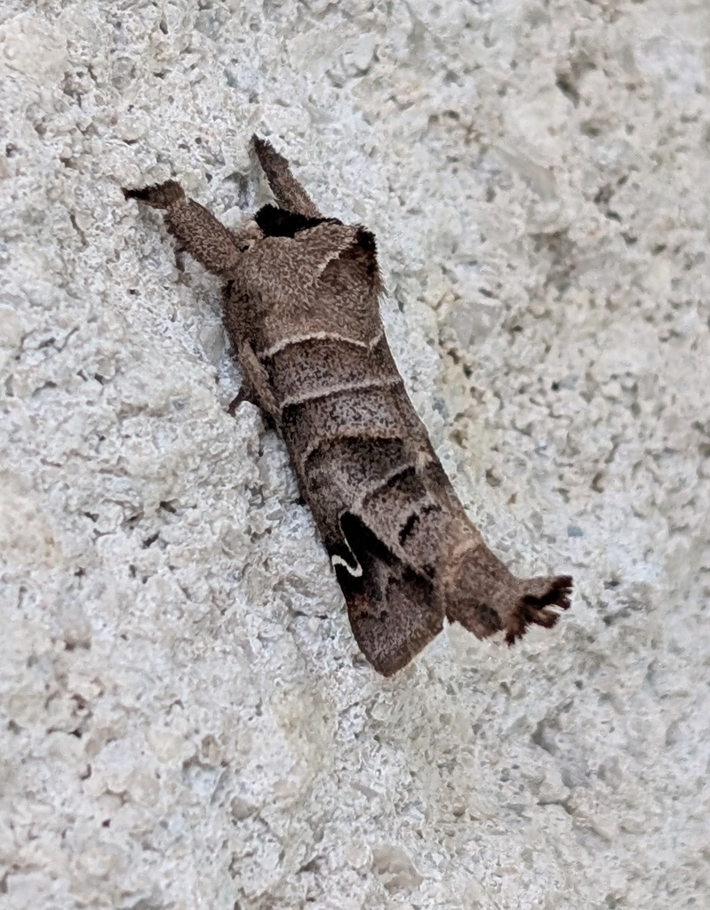 Sigmoid Prominent from Wadsworth, OH 44281, USA on May 13, 2025 at 09: ...