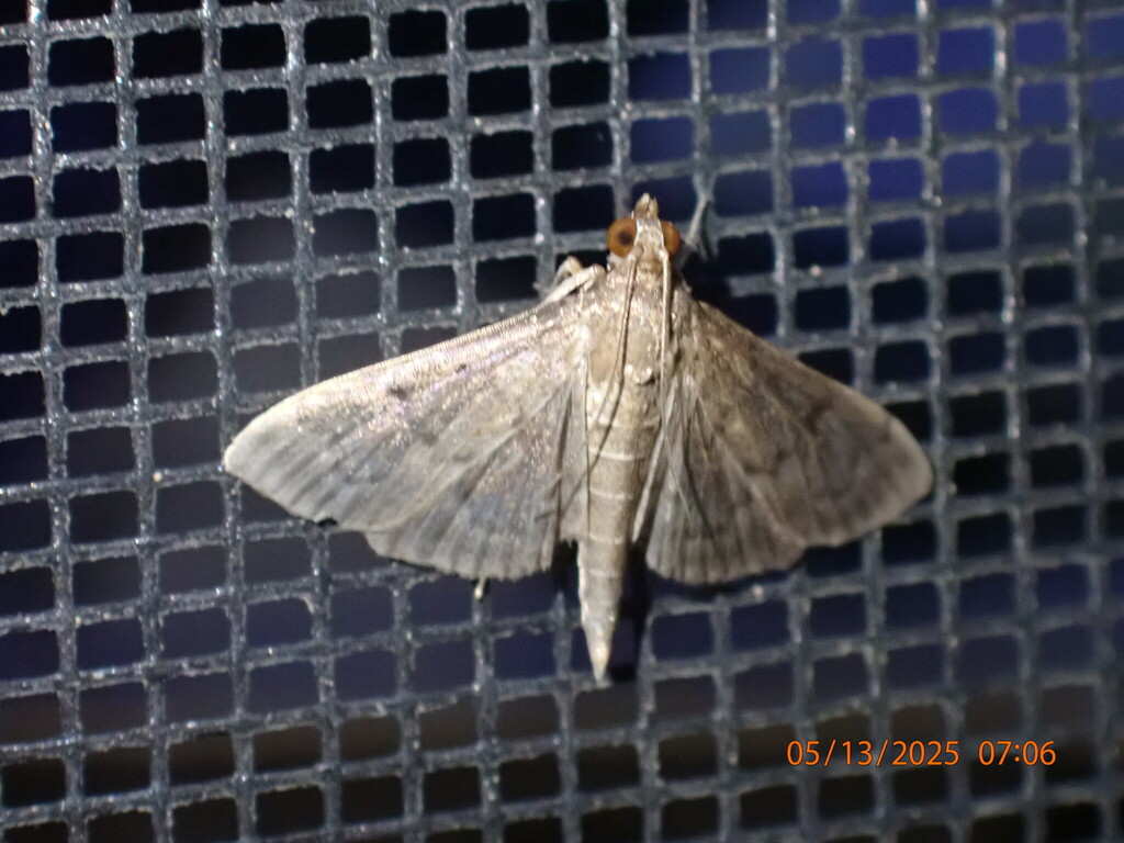 Dusky Herpetogramma Moth from Dunedin, FL, USA on May 13, 2025 at 07:06 ...