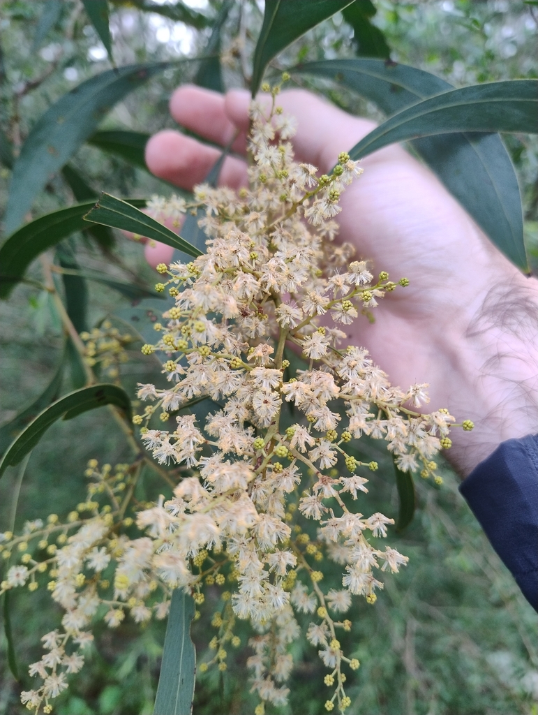 sickle wattle from Newcastle - Outer West, AU-NS, AU on May 14, 2025 at ...