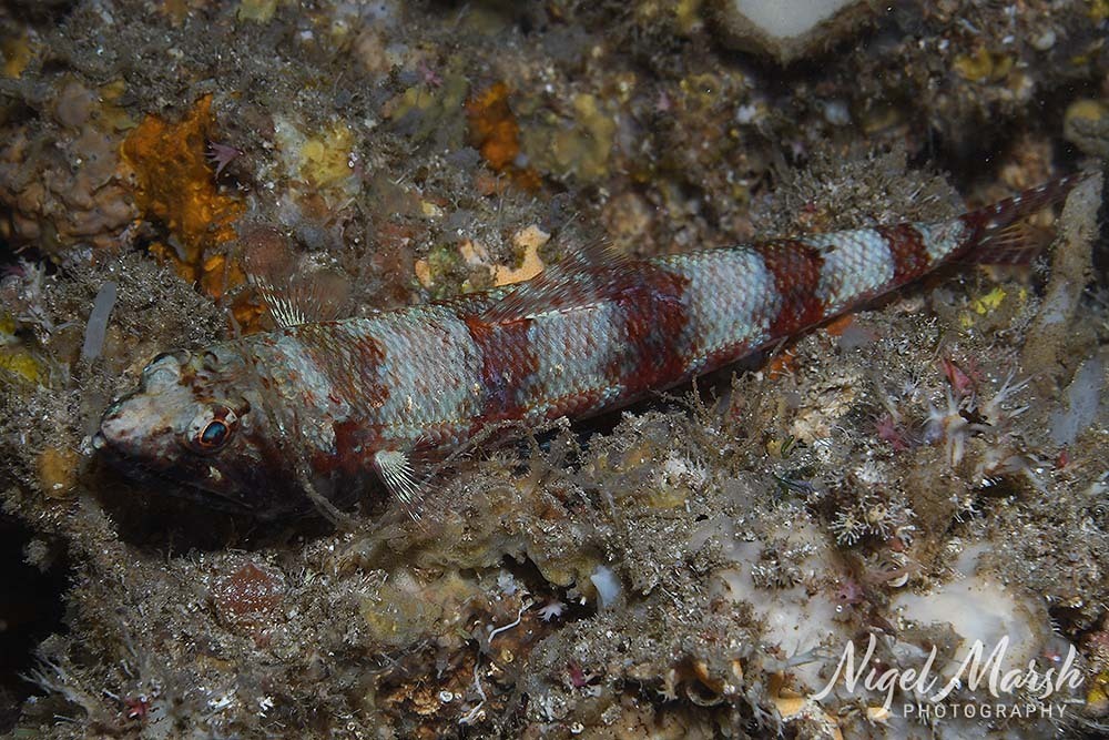 Lizardfishes from Pango, VU-SE, VU on May 9, 2025 at 08:30 PM by Nigel ...