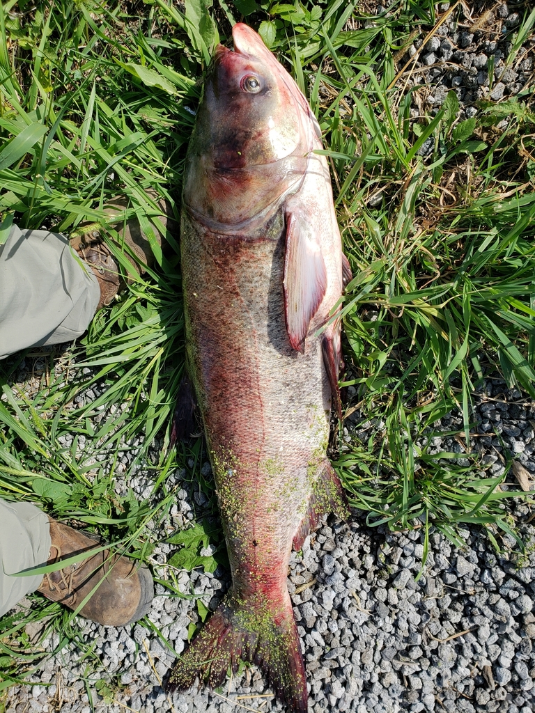 Bighead Carp from Morris on October 03, 2018 by jtbelcik · iNaturalist