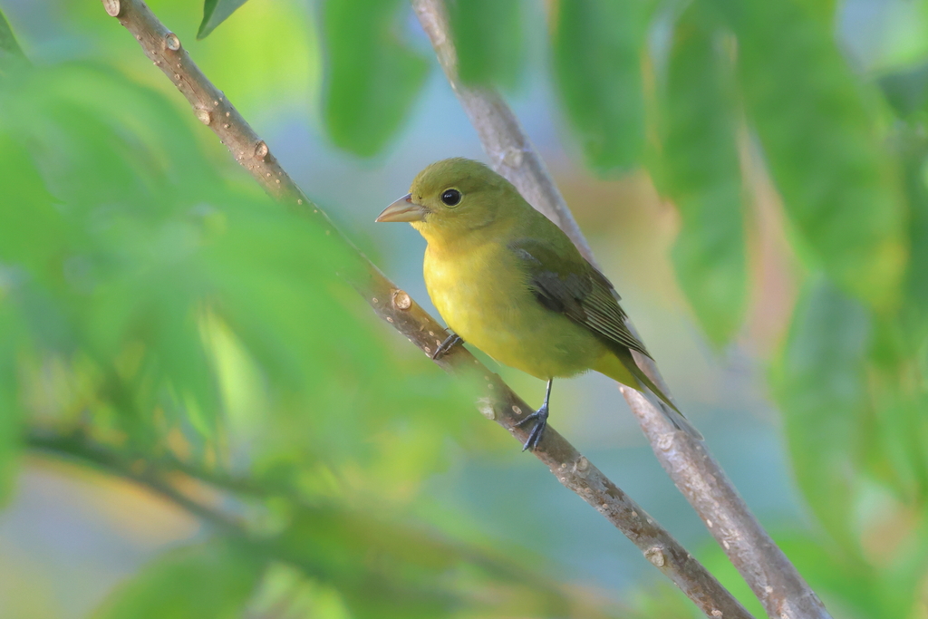Scarlet Tanager from San Antonio Kaua II, Mérida, Yuc., México on April ...
