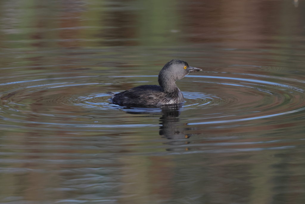 Least Grebe from San Antonio Kaua II, Mérida, Yuc., México on April 28 ...