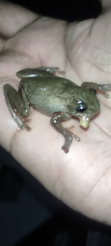 Boettger's Colombian Tree Frog from Q9P4+XQ, Santa Rosa de Cabal, LAS ...