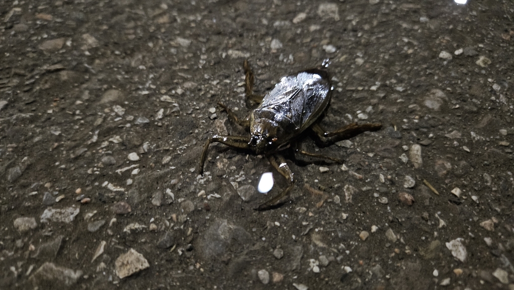 American Giant Water Bug from Kingsview Dr at Thornbury Rd, Bolton, ON ...