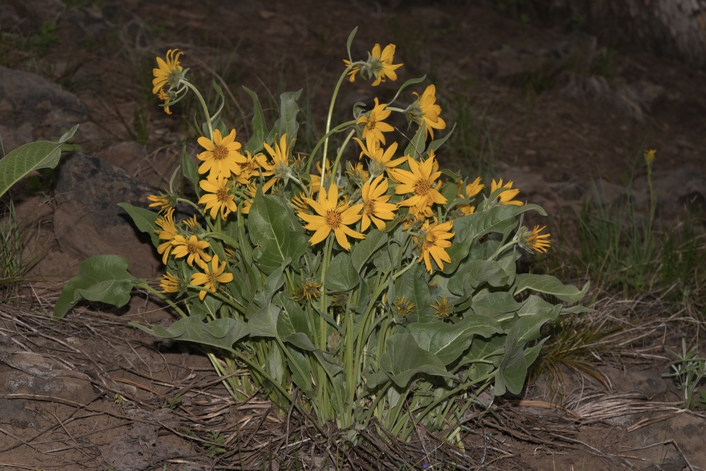 arrowleaf balsamroot in May 2025 by Michael Stein · iNaturalist