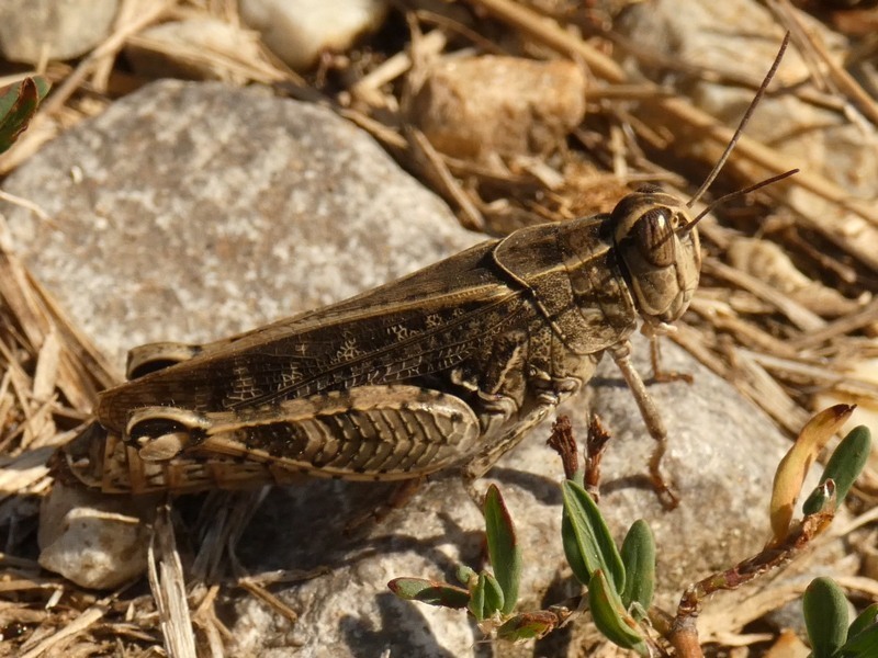 Italian locust from Boljevci, Surčin, Serbia on September 02, 2019 at ...