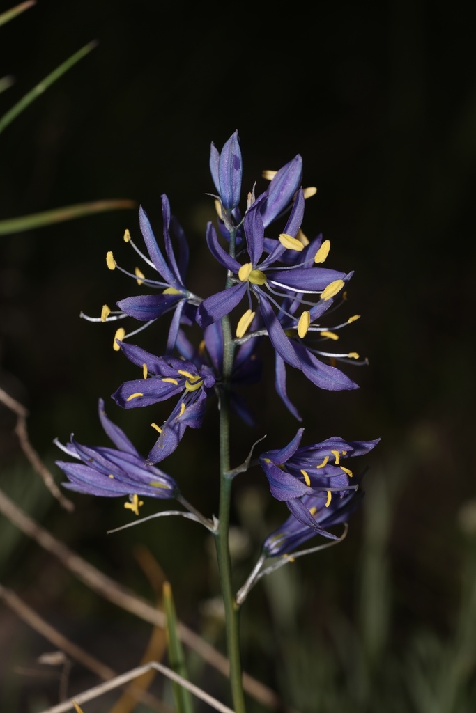 small camas in May 2025 by Michael Stein · iNaturalist