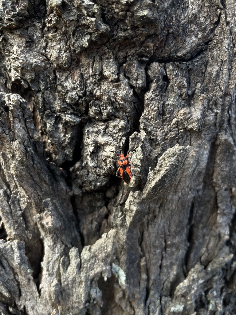 Termite Assassin Bug from Hume Motorway, Campbelltown, NSW, AU on May ...