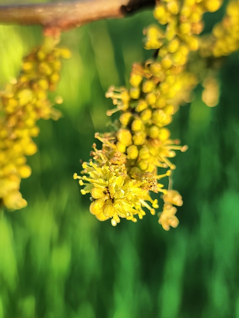 honey locust from Prairie Township, MO, USA on May 13, 2025 at 07:30 PM ...