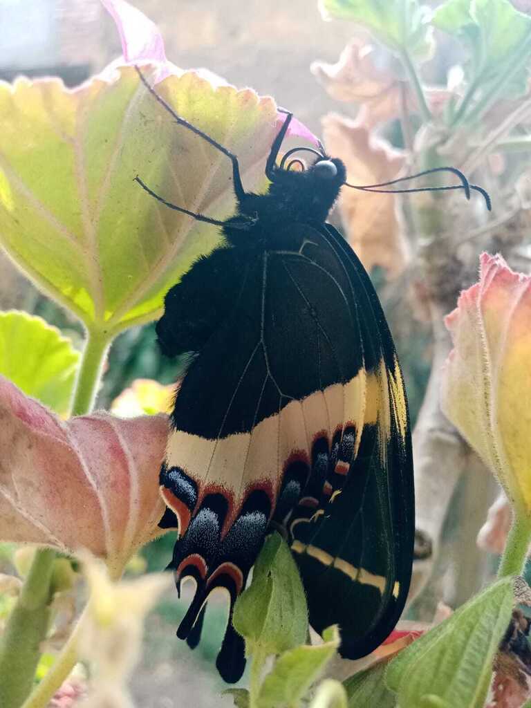 Magnificent Swallowtail from Tercera Secc Sta Martha, 90460 Xaloztoc ...