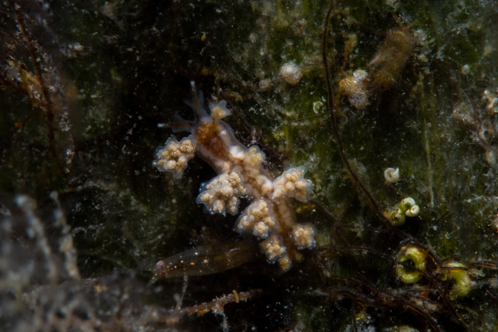 Doto pita (Nudibranchs of the Eastern United States) · iNaturalist