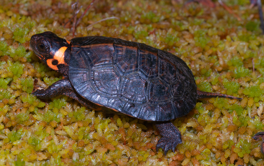 Bog Turtle in June 2023 by Wayne Fidler · iNaturalist