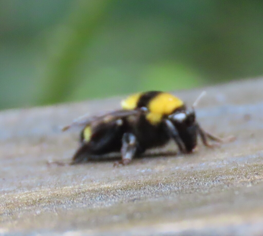 Amazonian Bumble Bee from Archidona Canton, Ecuador on March 27, 2025 ...