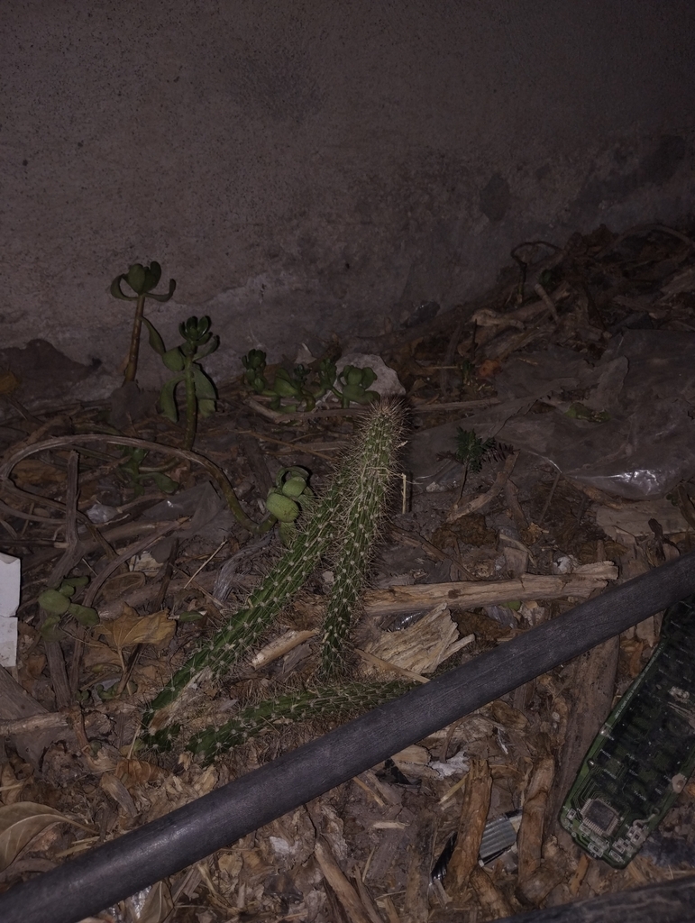 Serpent Cactus from 42600 La Estancia, Hgo., México on May 13, 2025 at ...