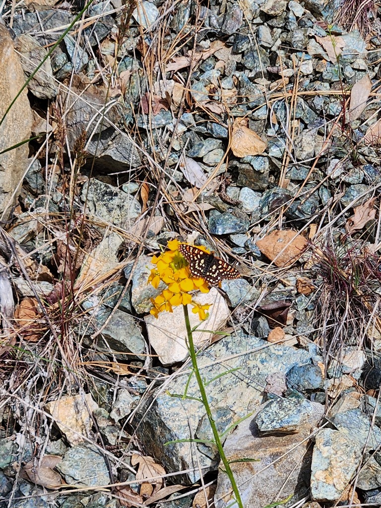 Variable Checkerspot from Josephine County, US-OR, US on May 7, 2025 at ...