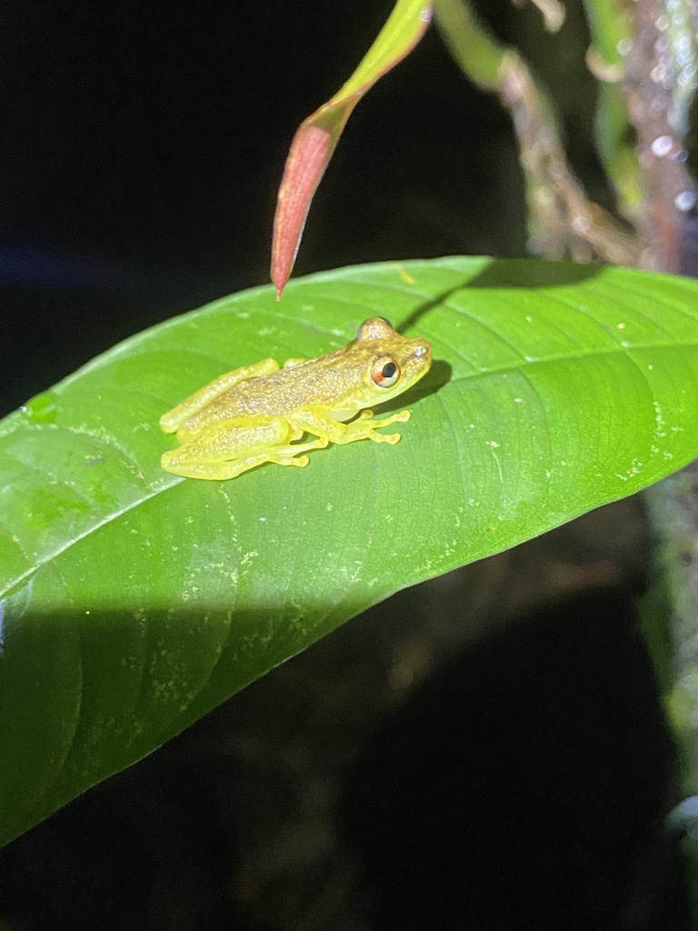 Manaus Snouted Tree Frog from Mera, EC-PA, EC on May 13, 2025 at 07:37 ...