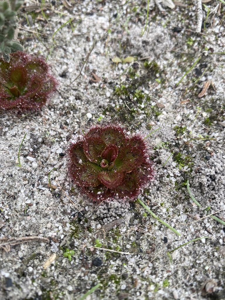 Sundews from Nangwarry Native Forest Reserve, Nangwarry, SA, AU on May ...