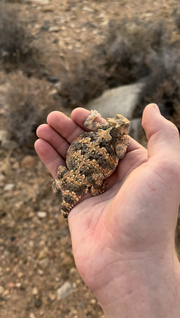 Desert Horned Lizard from Ruin/Lost Horse Well Rd, Desert Hot Springs ...