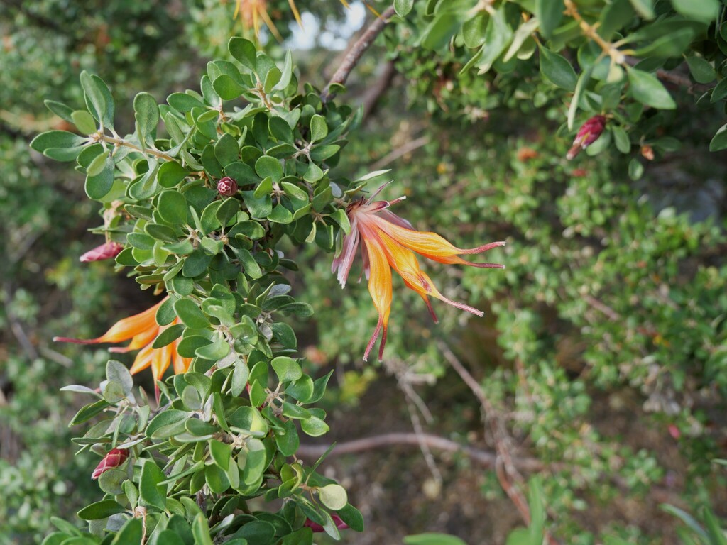 Chittick from Fitzgerald River National Park WA 6346, Australia on ...