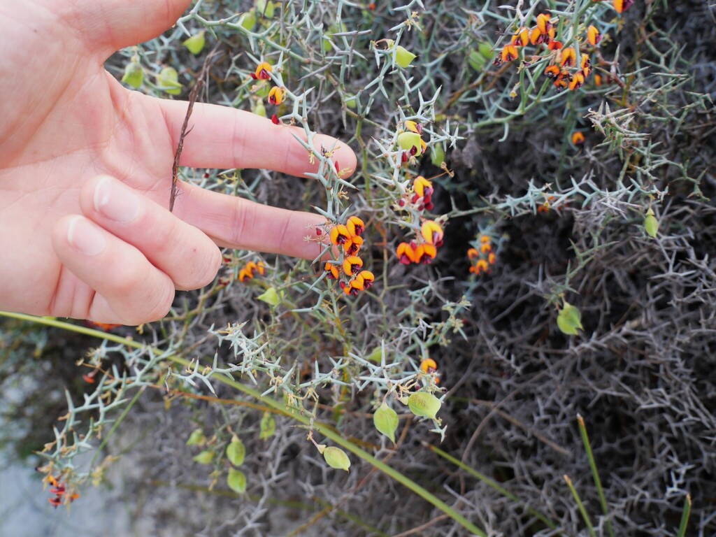 Daviesia incrassata reversifolia from Fitzgerald River National Park WA ...