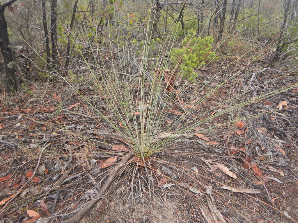 Austral Grass-tree from Laharum, Mt Zero walking track VIC 3401 ...