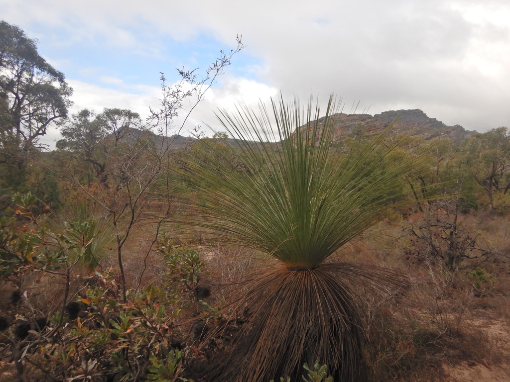 Austral Grass-tree from Laharum No 2 Mt Zero VIC 3401, Australia on May ...