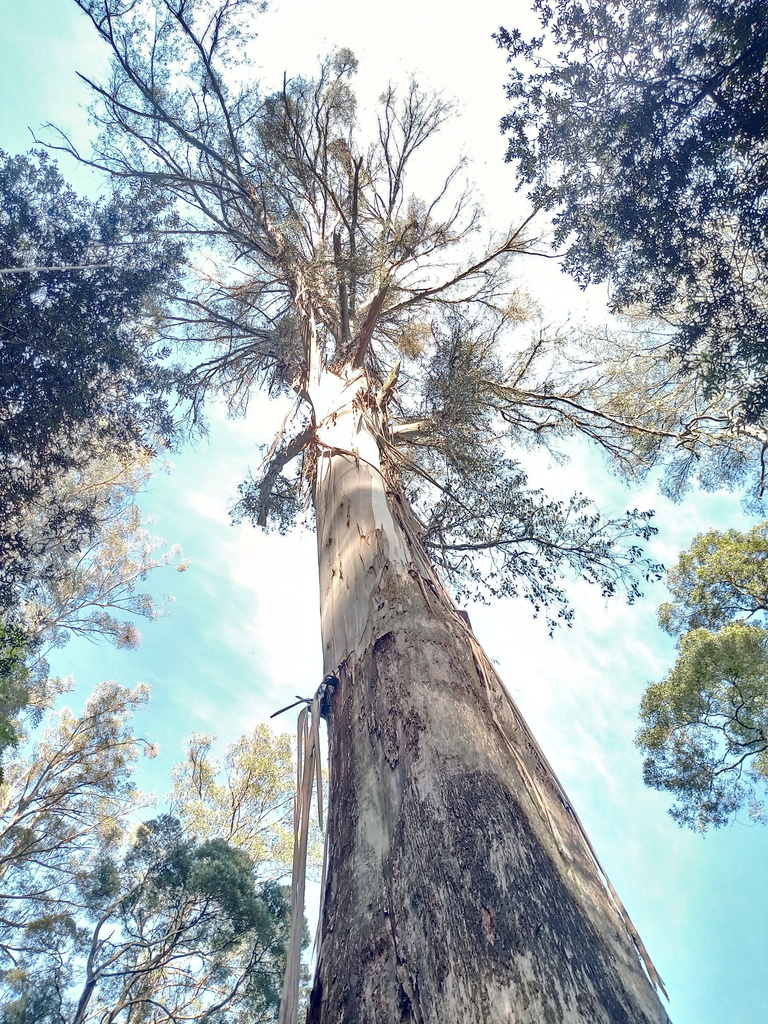 Australian Mountain Ash from Melbourne VIC, Australia on May 11, 2025 ...