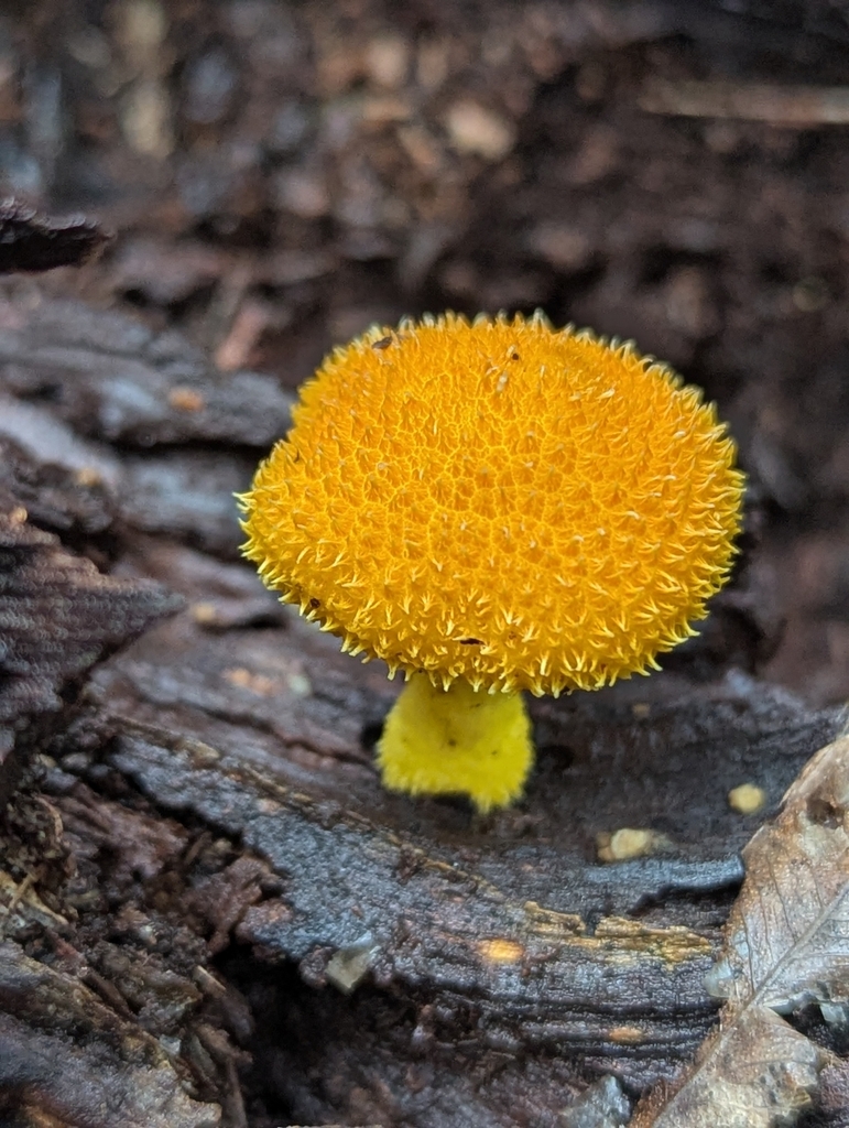 Golden-scruffy Collybia from Main Creek NSW 2420, Australia on May 14 ...