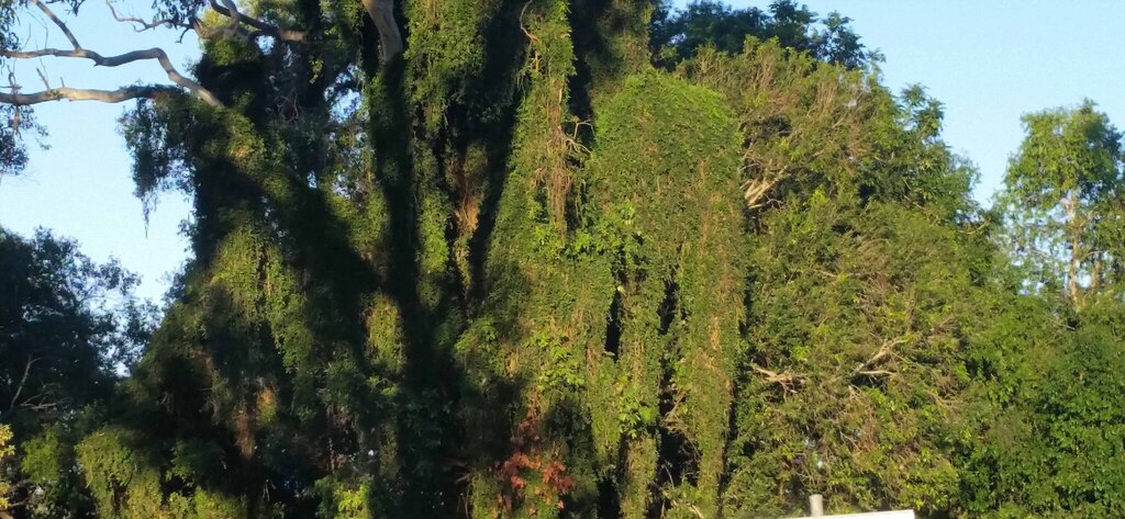 Catclaw vine from Boompa QLD 4621, Australia on May 11, 2017 at 04:37 ...