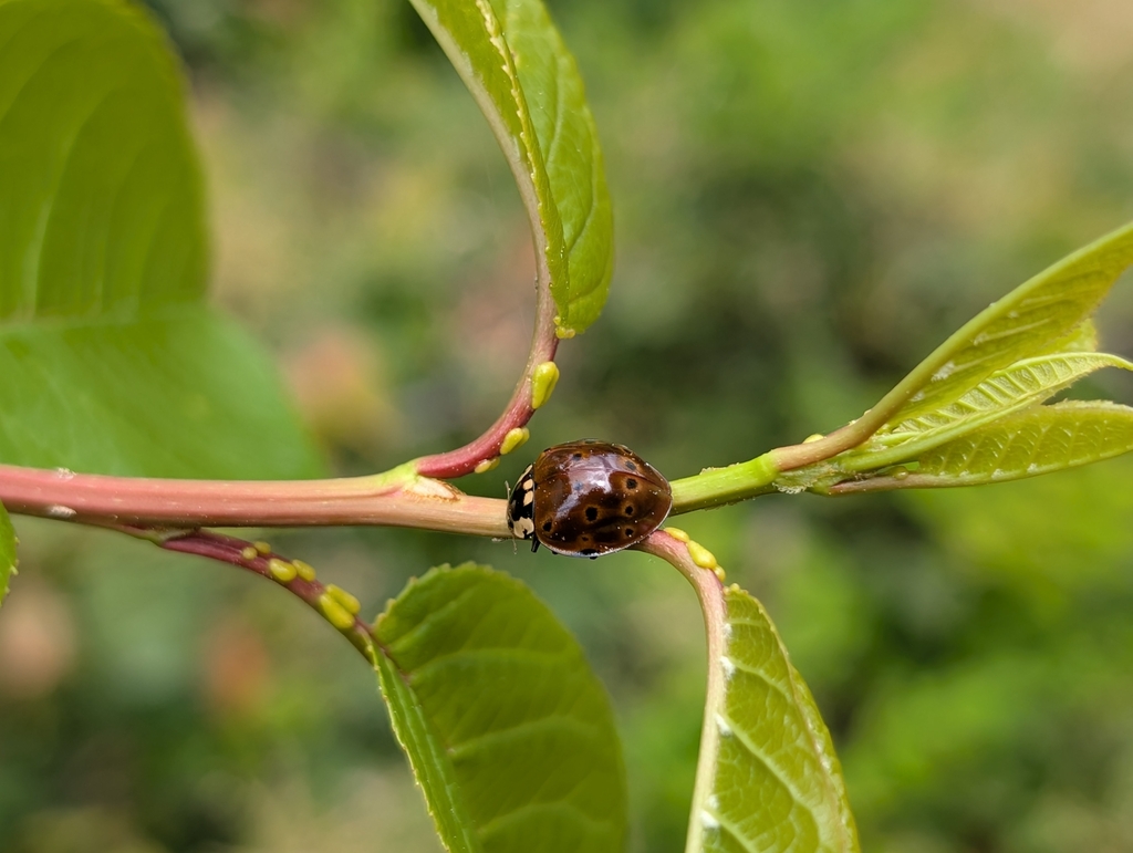 Flying Saucer Lady Beetle from Logan, Spokane, WA, USA on May 13, 2025 ...