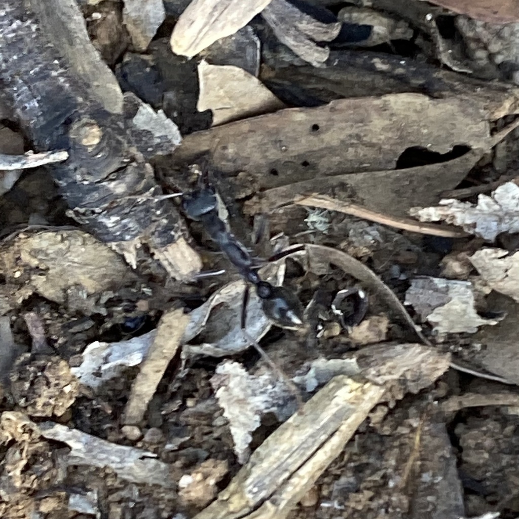 Inch Ant from Strathnaver Reserve, Strathmore, VIC, AU on May 14, 2025 ...