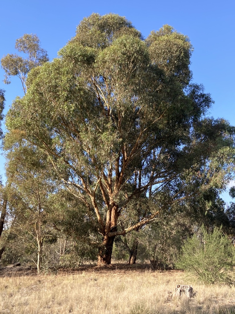 Yellow Box from Strathnaver Reserve, Strathmore, VIC, AU on May 14 ...