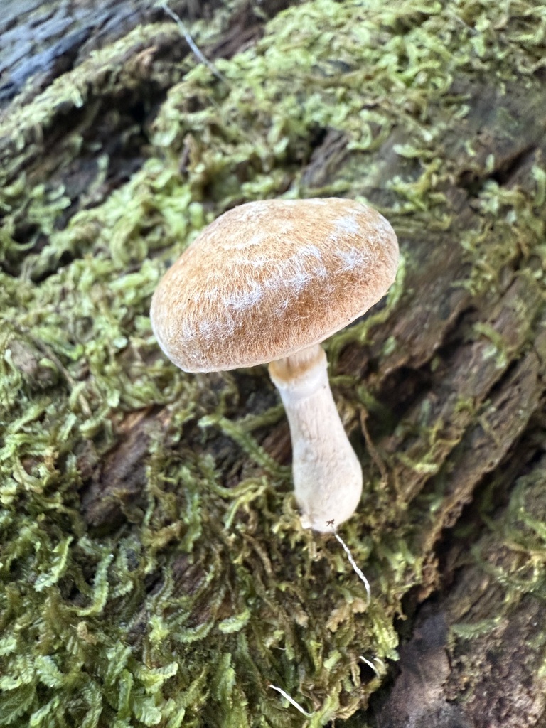 Gymnopilus allantopus from Tarago River Forest Reserve, Gentle Annie ...