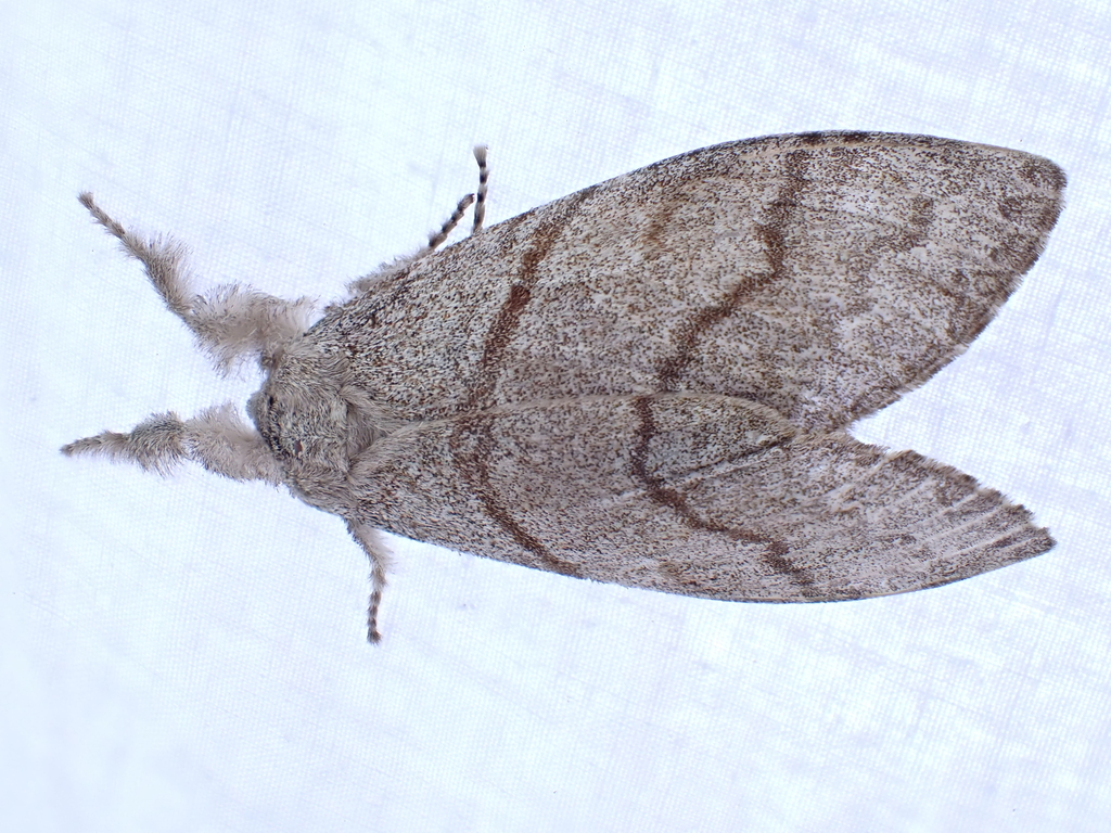 Calliteara brunnescens from Pankhasari Khasmahal, West Bengal 734319 ...