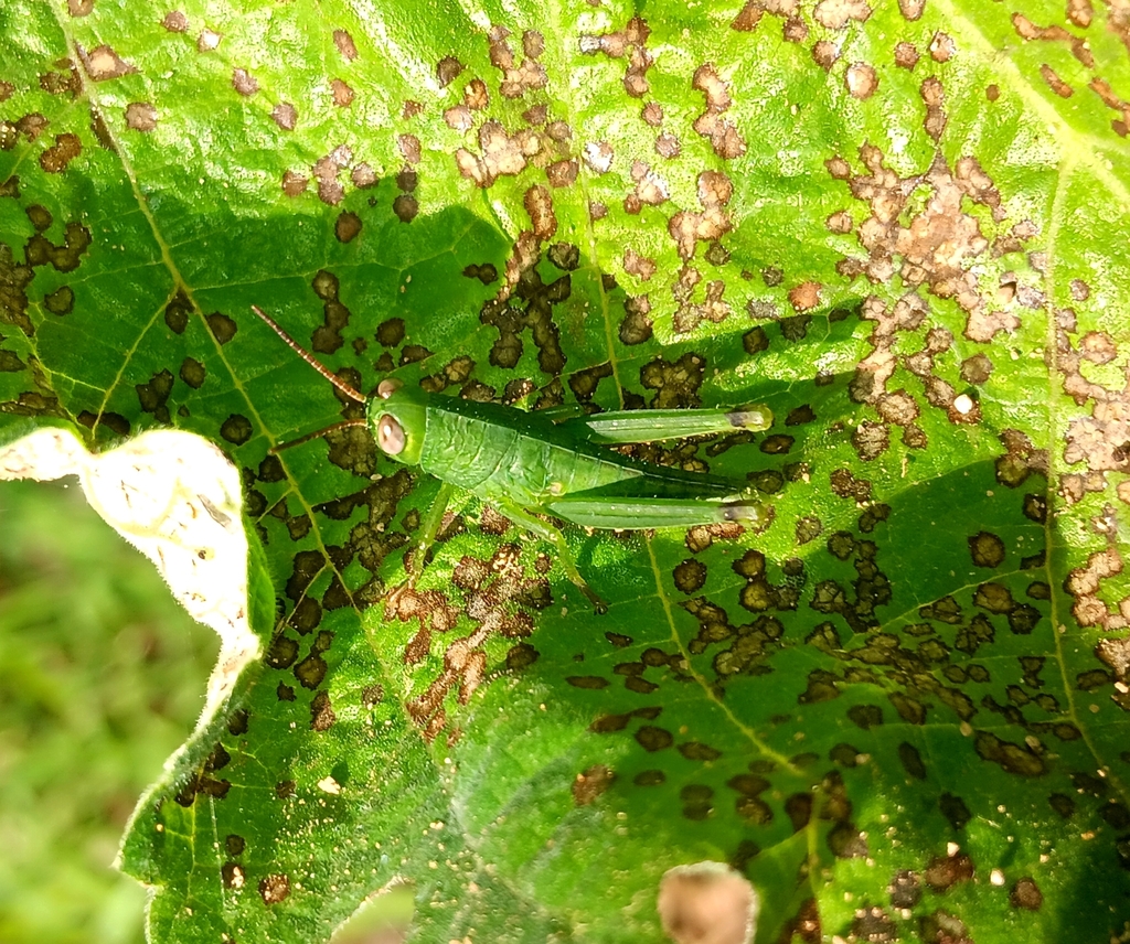 Melicodes tenebrosus from Baguinge, Kiangan, Ifugao, Philippines on May ...
