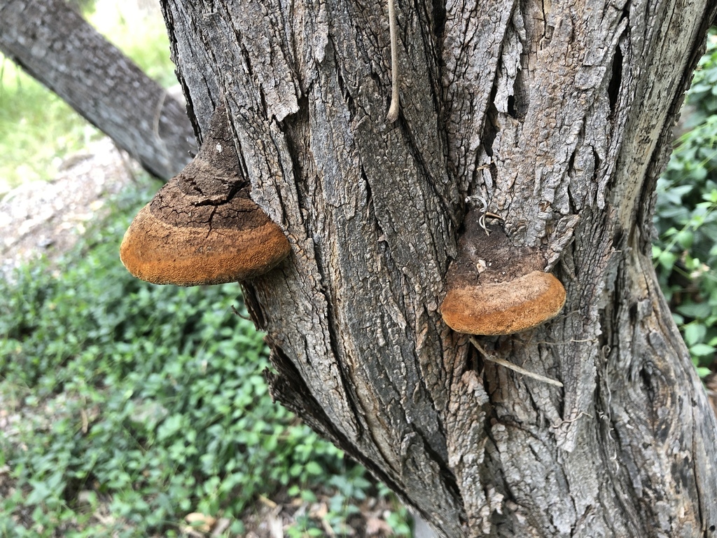 Cracked Cap Polypore from Coronado National Forest, Pearce, AZ, US on ...