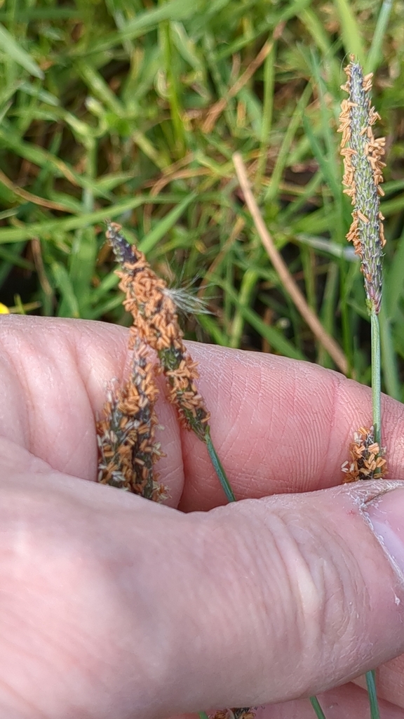 Marsh foxtail from Rainford, Saint Helens WA11 7PX, UK on May 14, 2025 ...