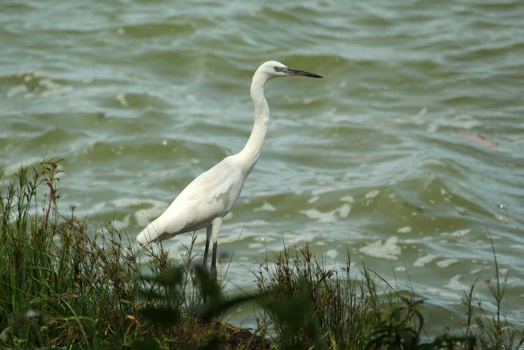 Little Egret from Manyago, Entebbe, Uganda on May 04, 2025 at 02:53 PM ...