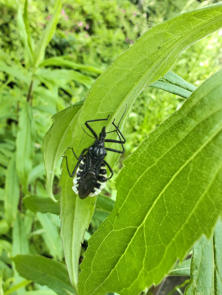 Japanese Assassin Bug from 日本 〒192-0051 on May 14, 2025 at 12:43 PM by ...