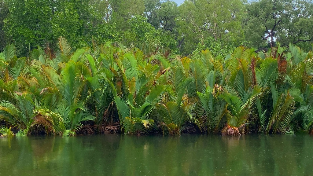 Mangrove Palm from Muralug Island / Prince Of Wales Island, Prince of ...