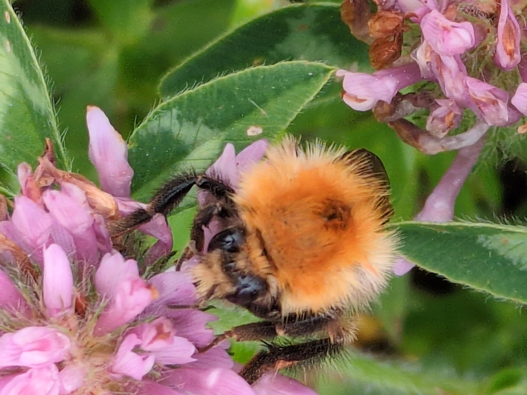 Common Carder Bumble Bee from York YO31 8TA, UK on May 14, 2025 at 12: ...
