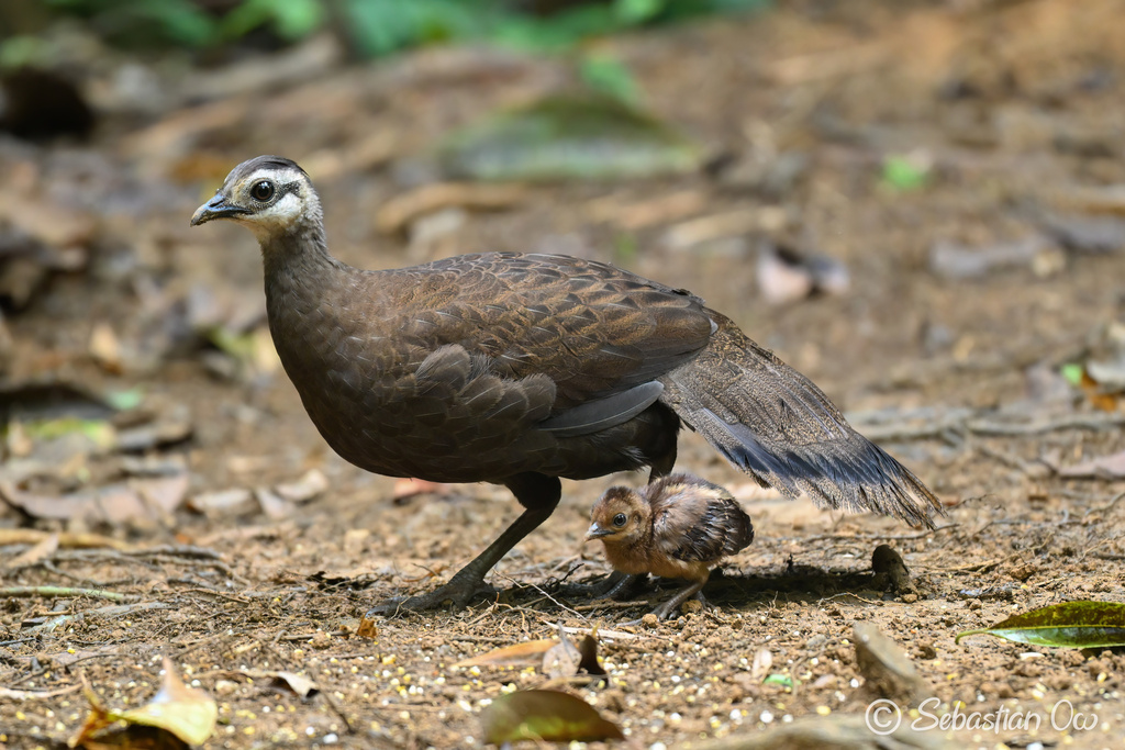 Palawan Peacock-Pheasant in May 2025 by Sebastian Ow. Chick · iNaturalist