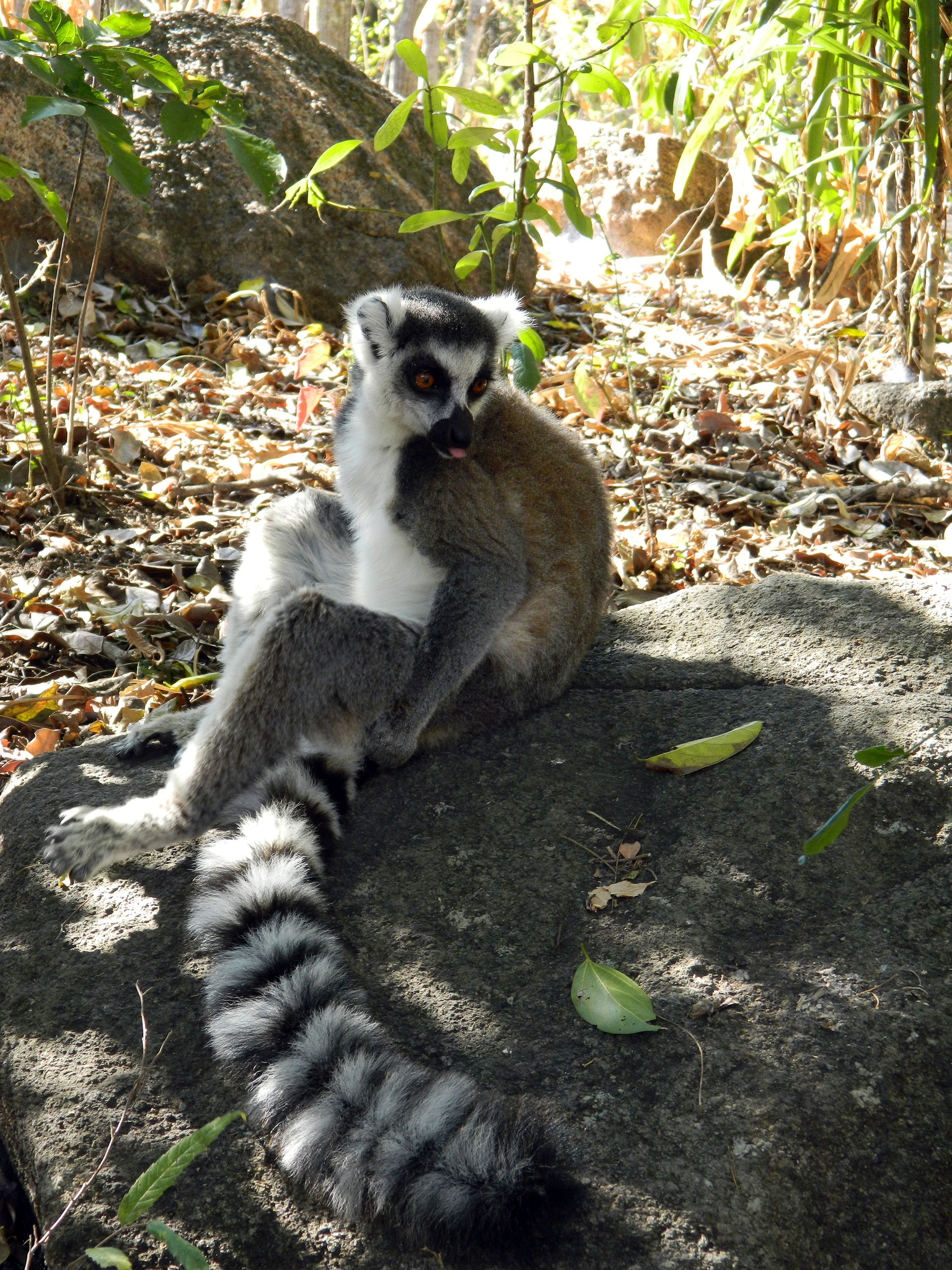 Lemur catta Linnaeus, 1758