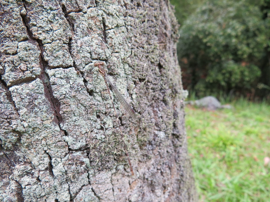 Perilestes fragilis (Dragonflies and Damselflies of Amazonas, Brazil ...