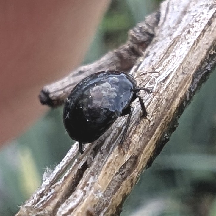 Galgupha in May 2025 by Nelson Chu Pavlosky. You can see the clouds in ...