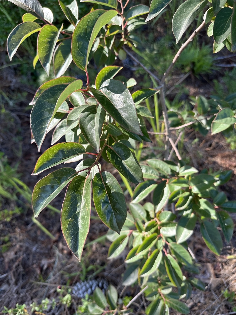 American persimmon from SW 94th St, Ocala, FL, US on May 14, 2025 at 09 ...