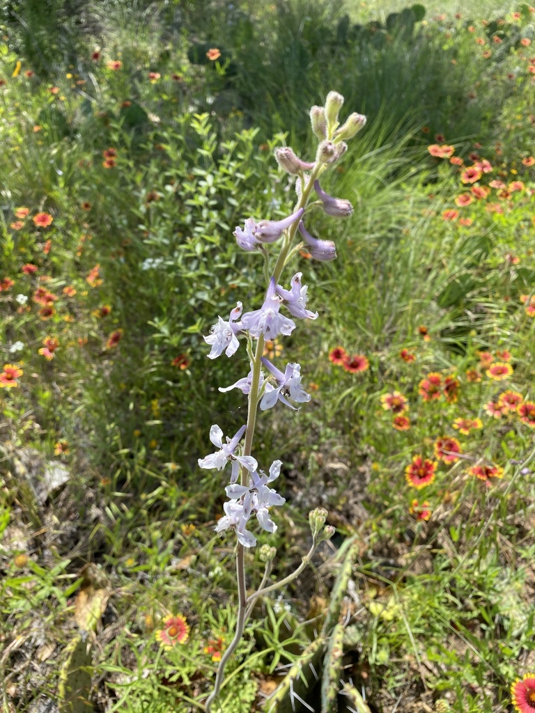 Wild Blue Larkspur from Keechi St, Weatherford, TX, US on May 13, 2025 ...