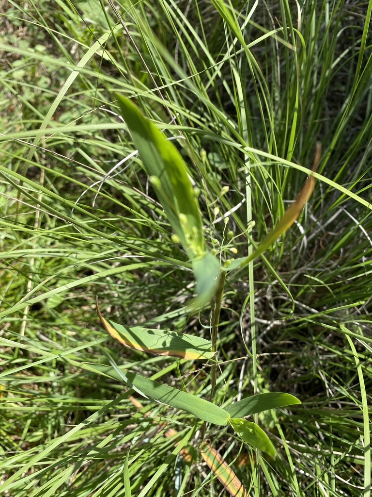 Scribner's Panicgrass from Chandor Gardens, Weatherford, TX, US on May ...
